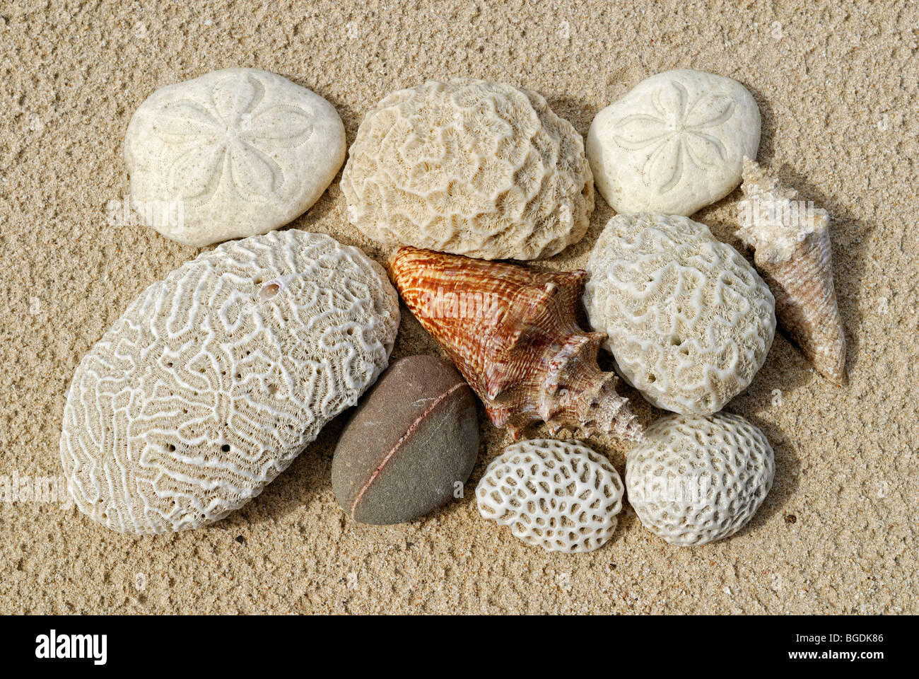 Beach finds, corals, sea sheels, sea urchins shells and stone, St ...