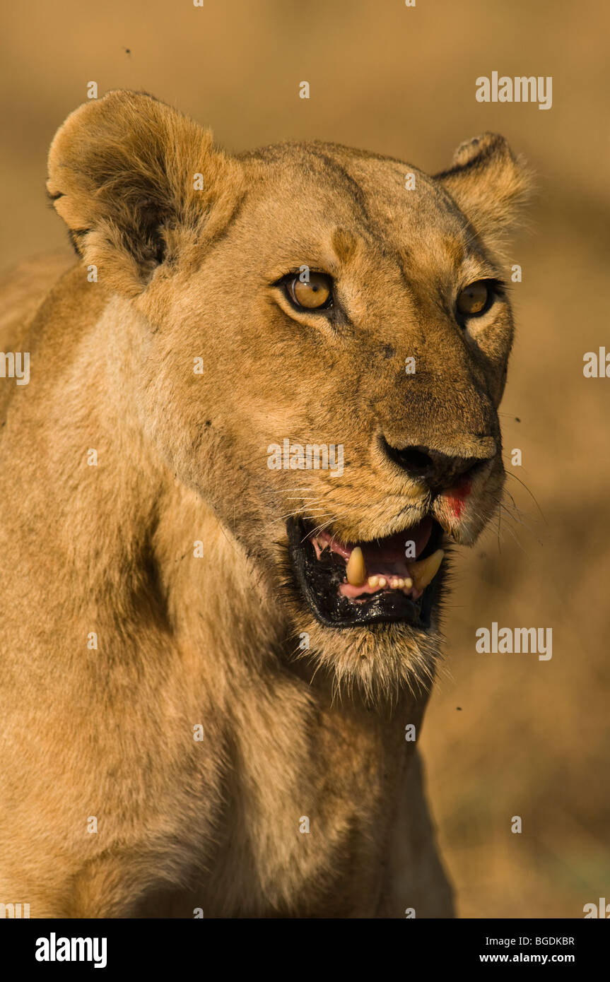 Close-up lioness face Stock Photo - Alamy