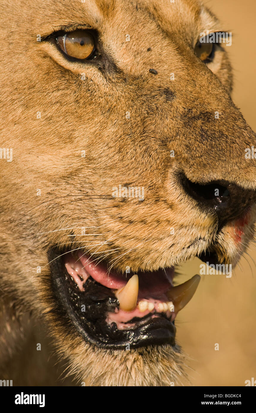 Close-up lioness face Stock Photo - Alamy