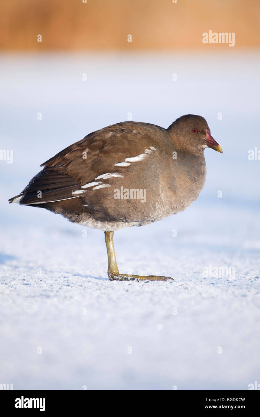Marsh hen hi-res stock photography and images - Alamy
