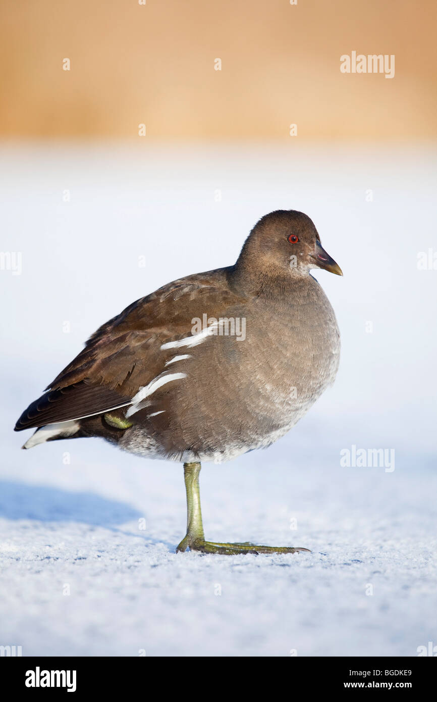 Juvenile common hen hi-res stock photography and images - Alamy