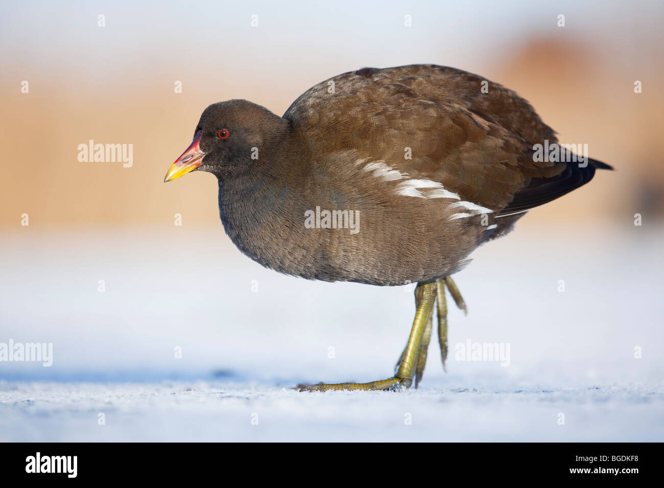 Moorhen on frozen pond hi-res stock photography and images - Alamy