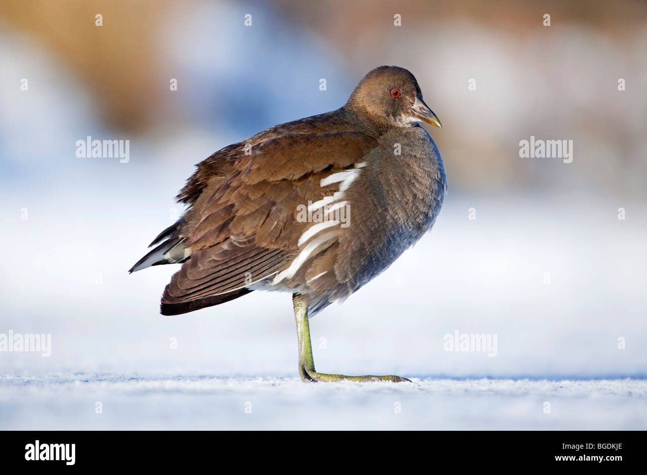 Marsh hen hi-res stock photography and images - Alamy