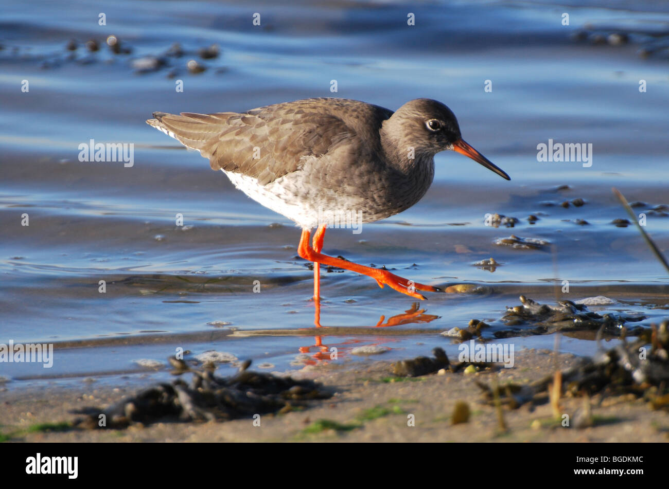 Redshank hi-res stock photography and images - Alamy