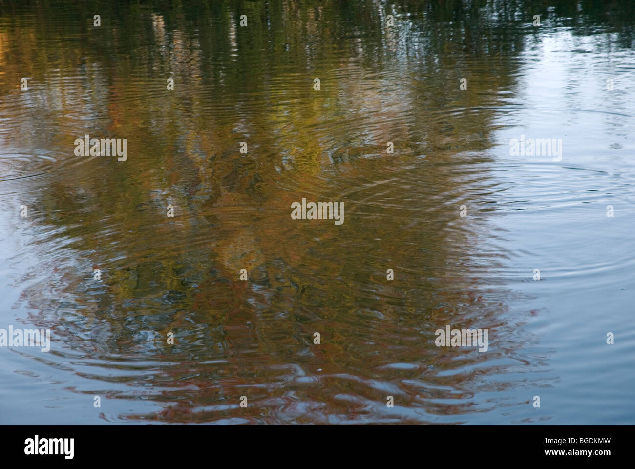 Fish concentric circles in river Stock Photo - Alamy