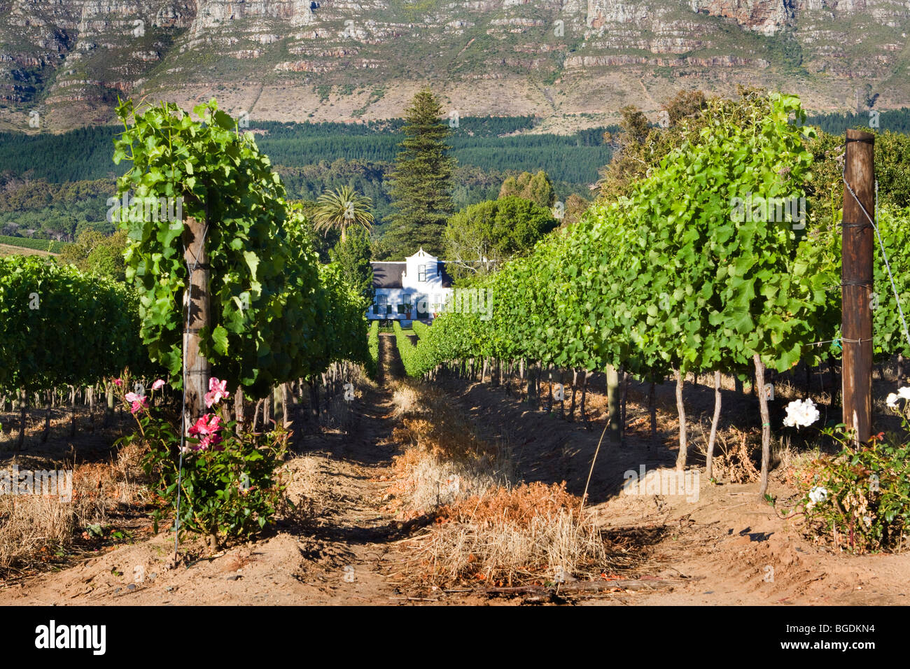 A traditional Cape Dutch homestead on a wine farm called ...