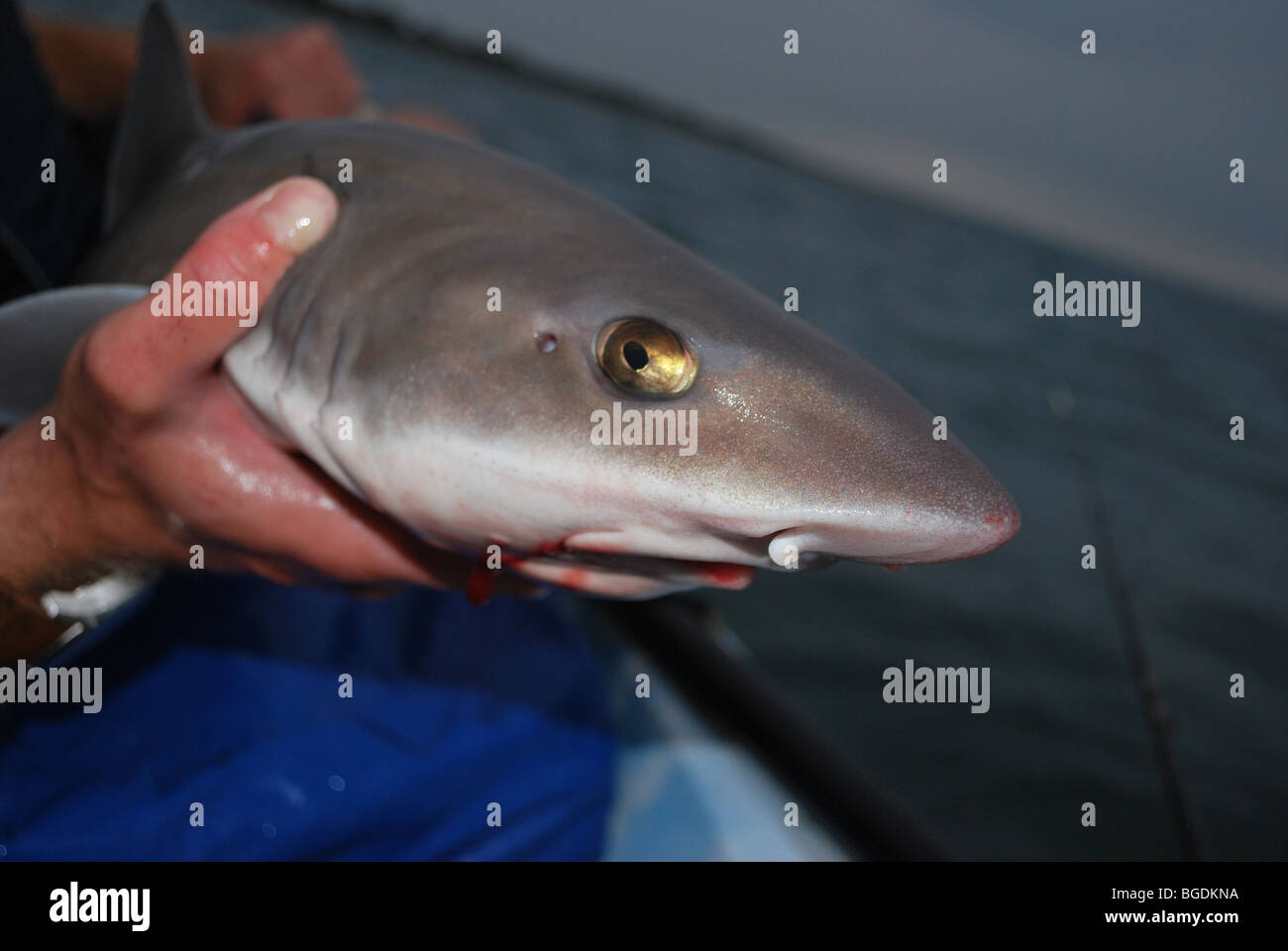 Evening smooth hound fishing in Southampton water Stock Photo - Alamy