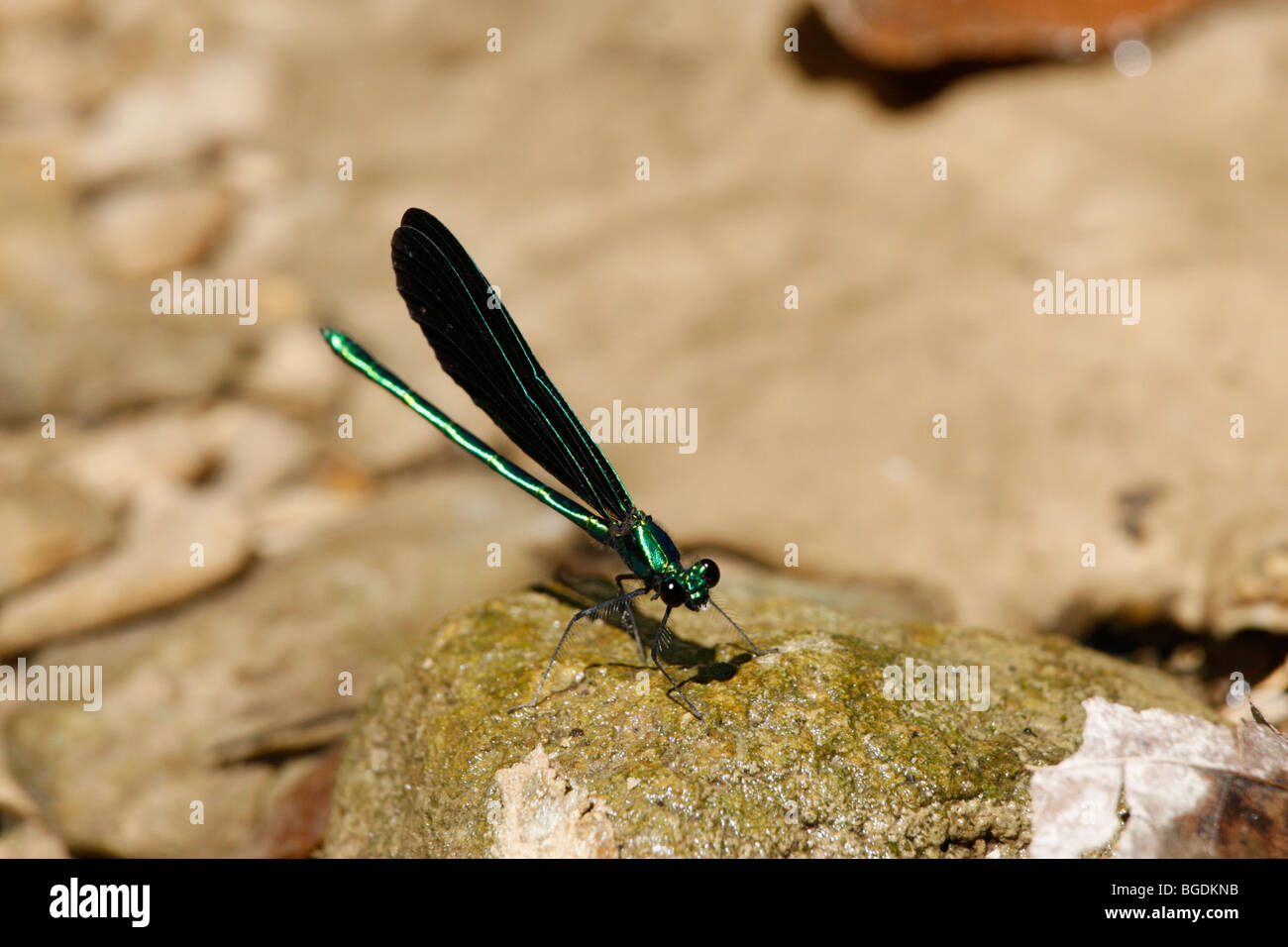 Black winged damselfly hi-res stock photography and images - Alamy