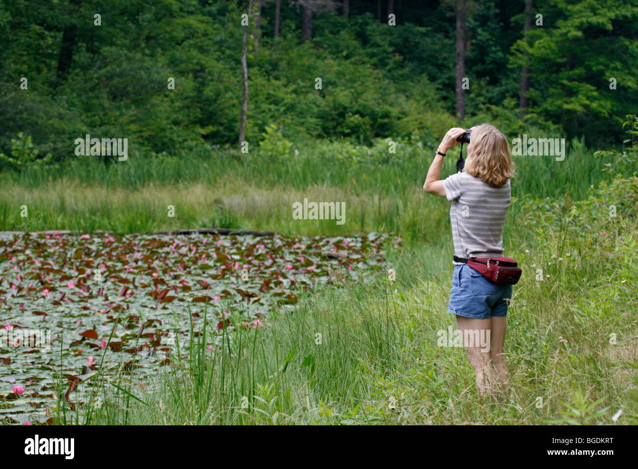 Woman birdwatching near wetland Stock Photo - Alamy