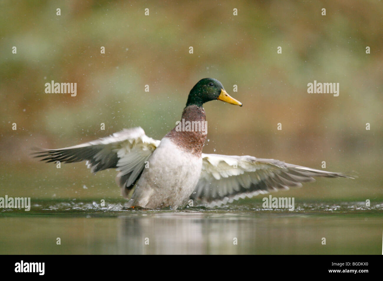 Flapping birds hi-res stock photography and images - Alamy