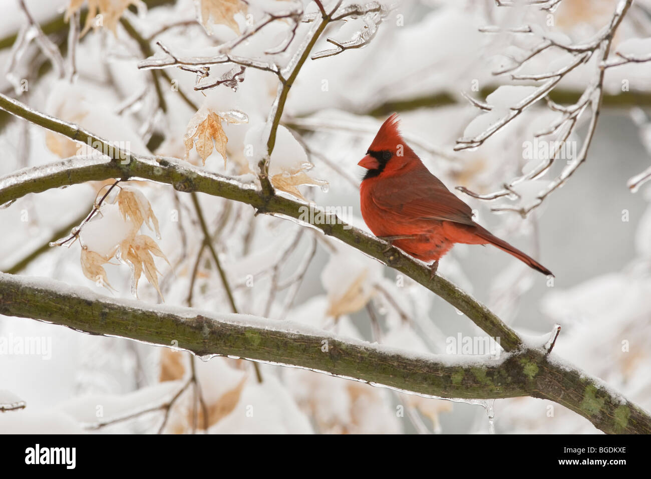 Northern Cardinal in Winter Ice Storm Stock Photo - Alamy