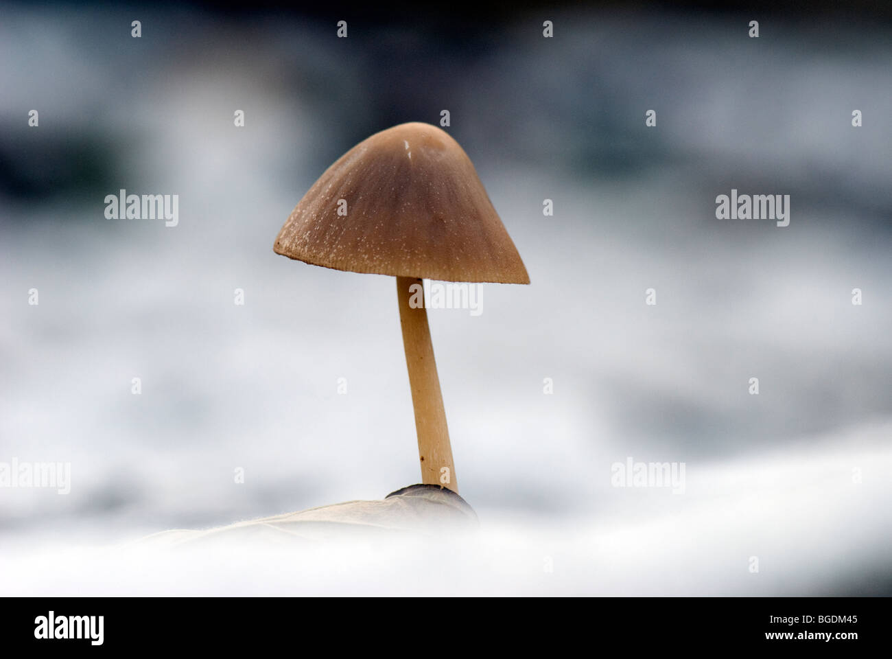 Fungus in ice hi-res stock photography and images - Alamy