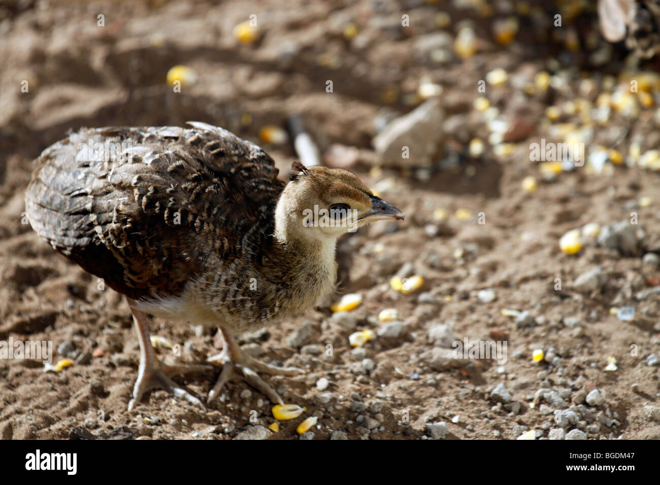 Indian blue peacock chick eating mealies (Pavo cristatus Stock Photo ...