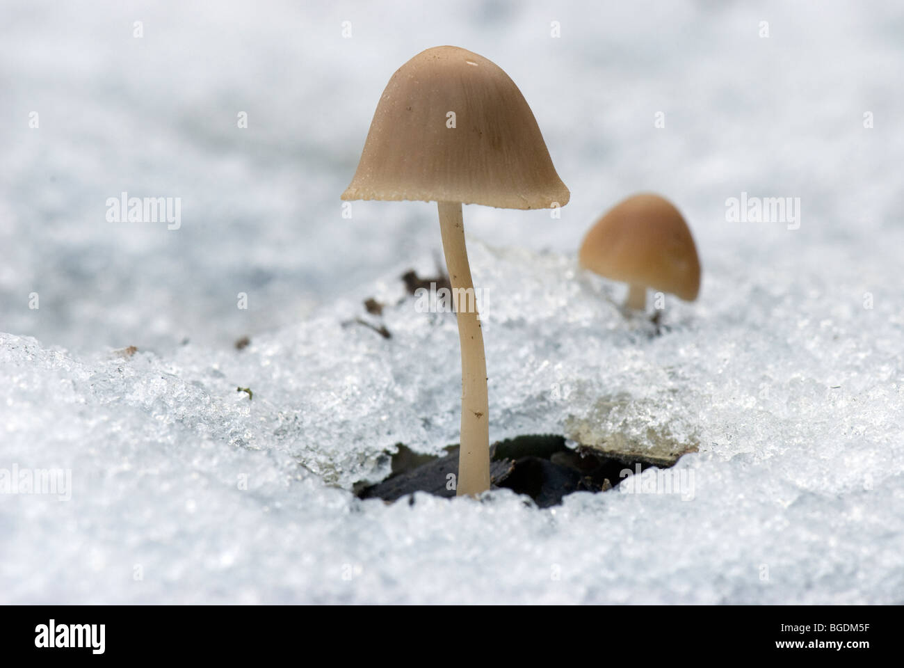 Fungi in snow, portrait Stock Photo - Alamy