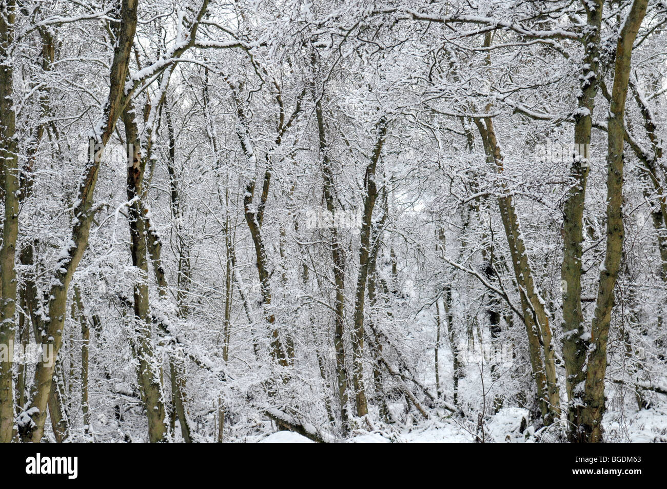 A snowy landscape in winter Stock Photo - Alamy