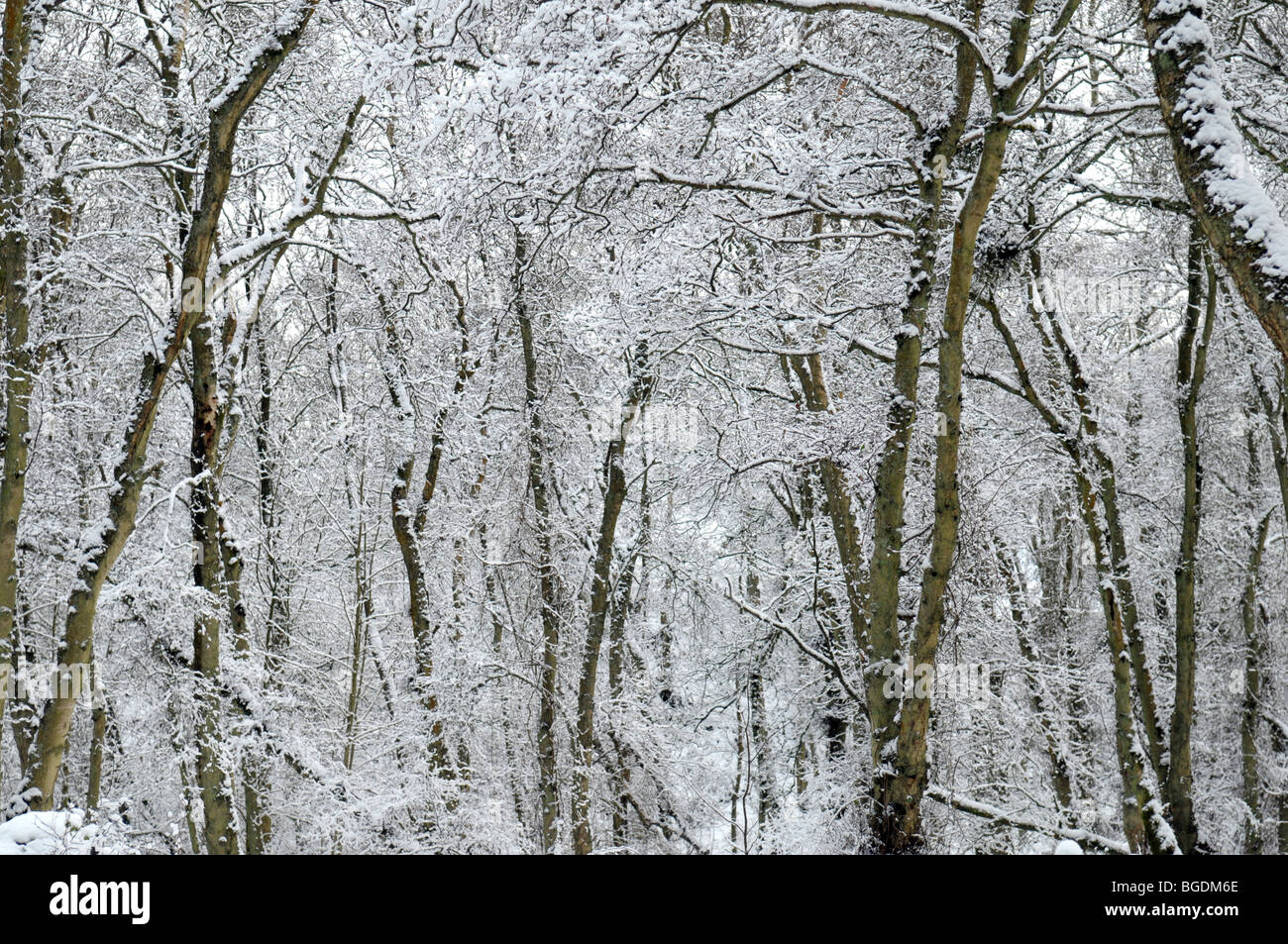A snowy landscape in winter Stock Photo - Alamy