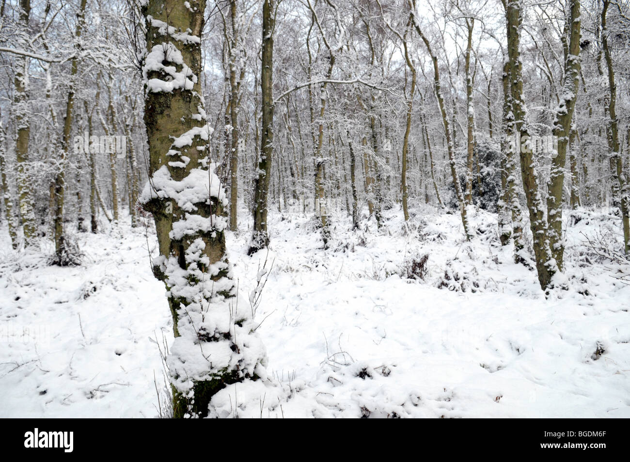 A snowy landscape in winter Stock Photo - Alamy