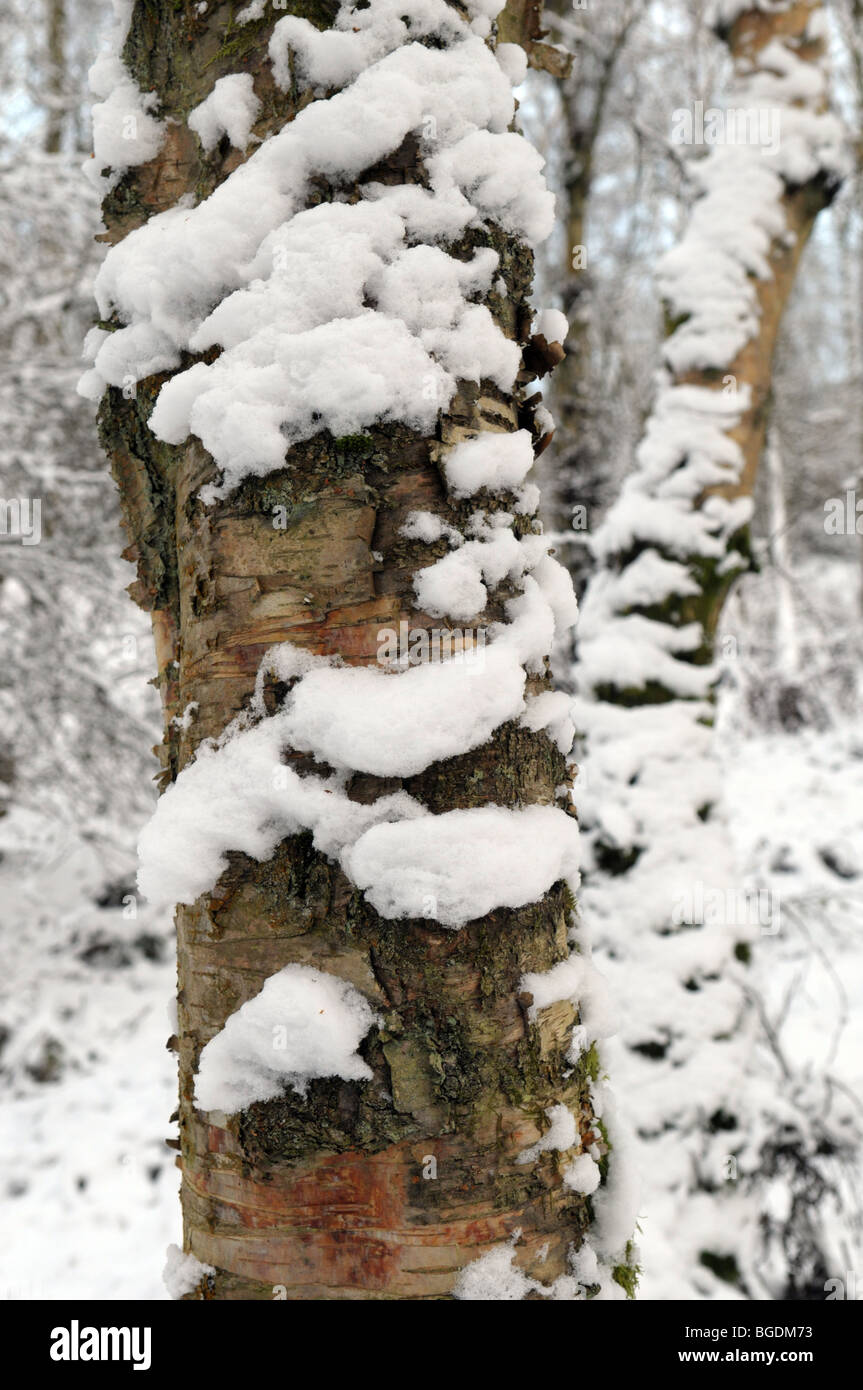 Snow on a tree trunk hi-res stock photography and images - Alamy