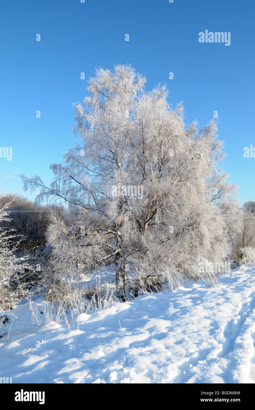 A snowy landscape in winter Stock Photo - Alamy