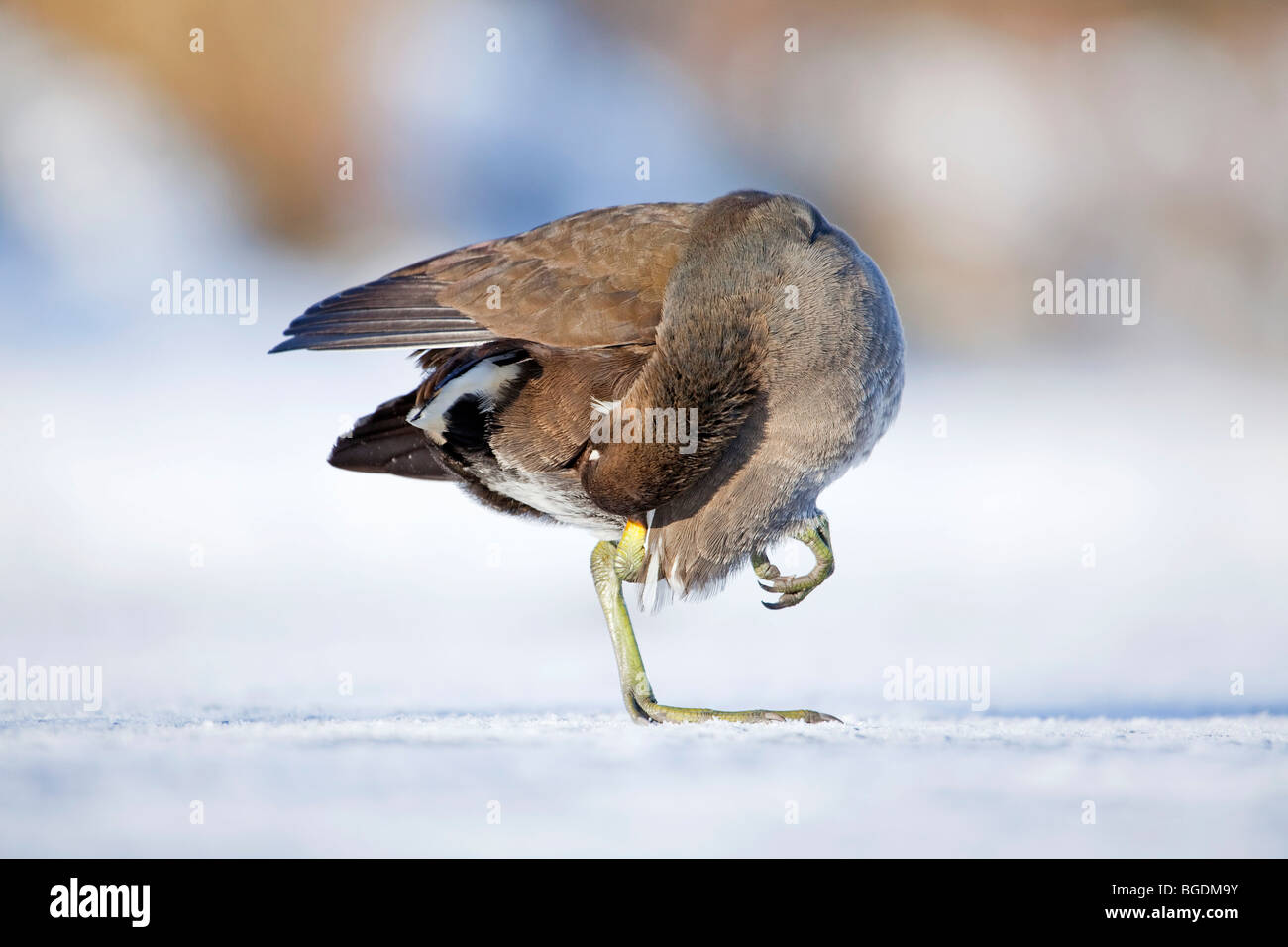Marsh hen hi-res stock photography and images - Alamy