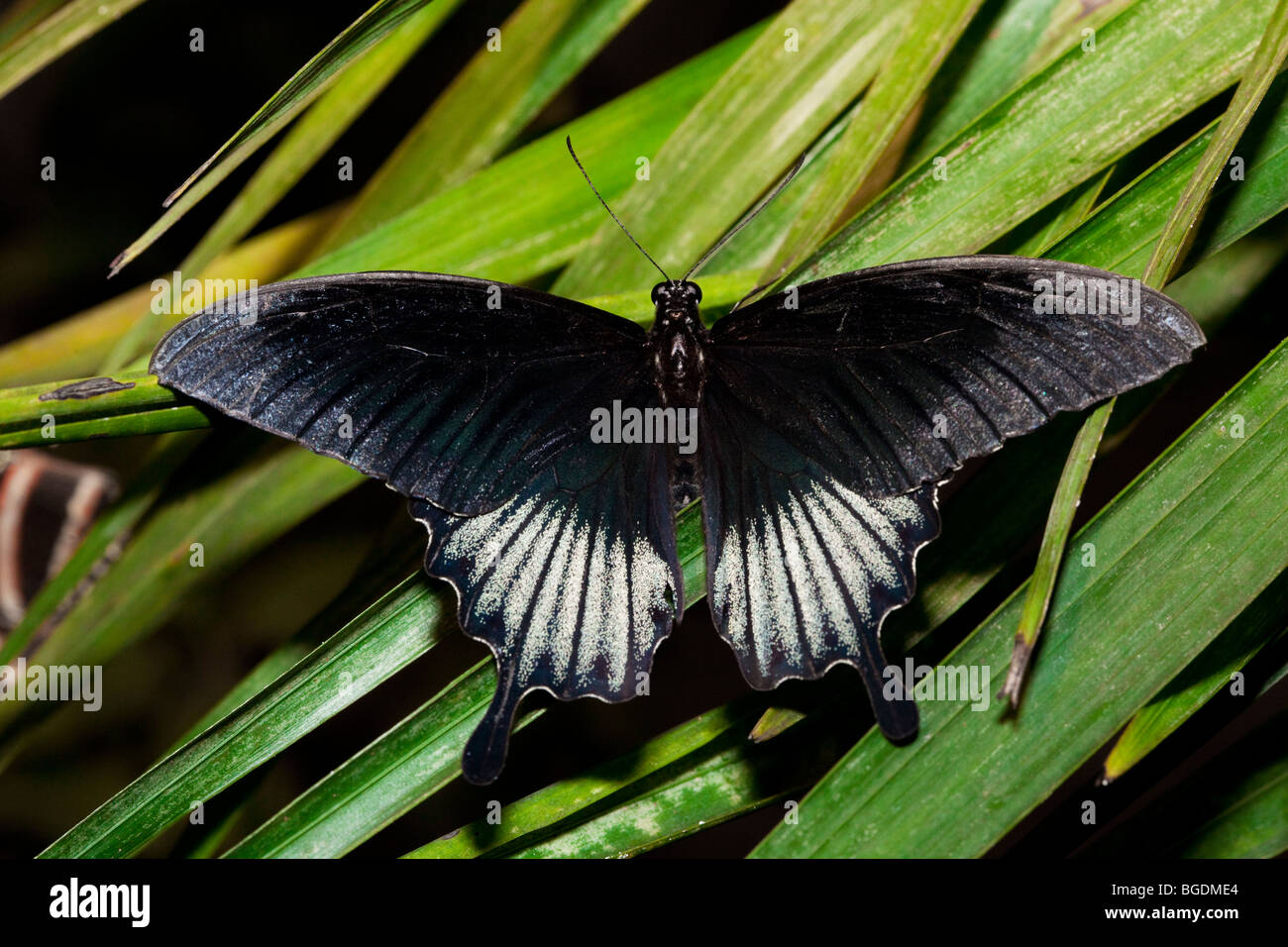 Male mormon butterfly hi-res stock photography and images - Alamy