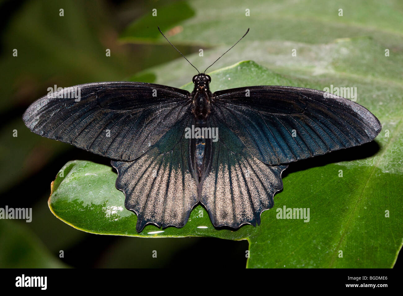 Great mormon papilio memnon butterfly hi-res stock photography and ...