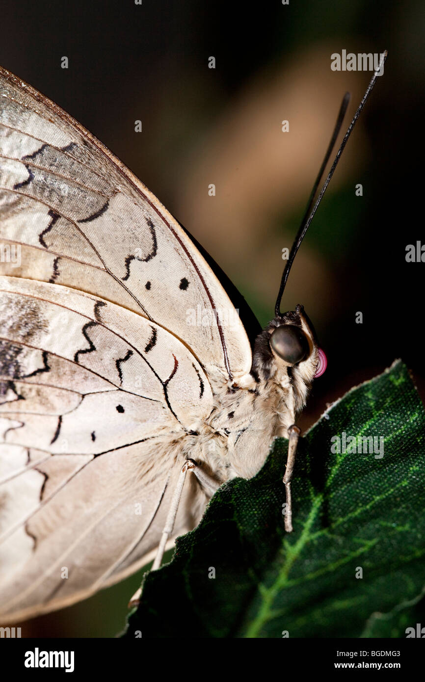 One-spotted prepona (Archaeoprepona demophon) butterfly, Parc de la ...
