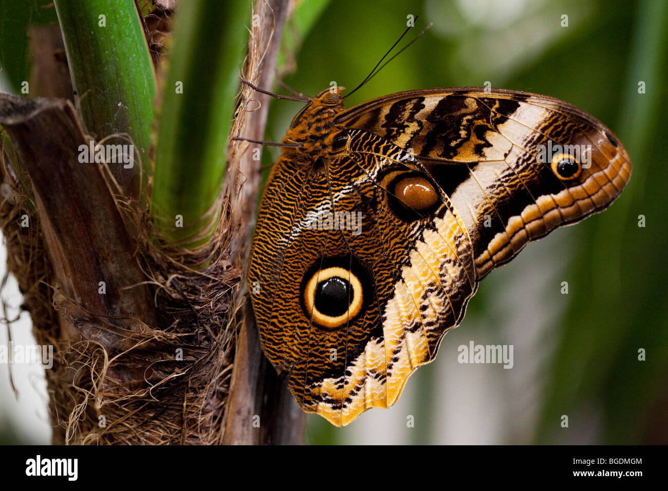 Snake head butterfly hi-res stock photography and images - Alamy