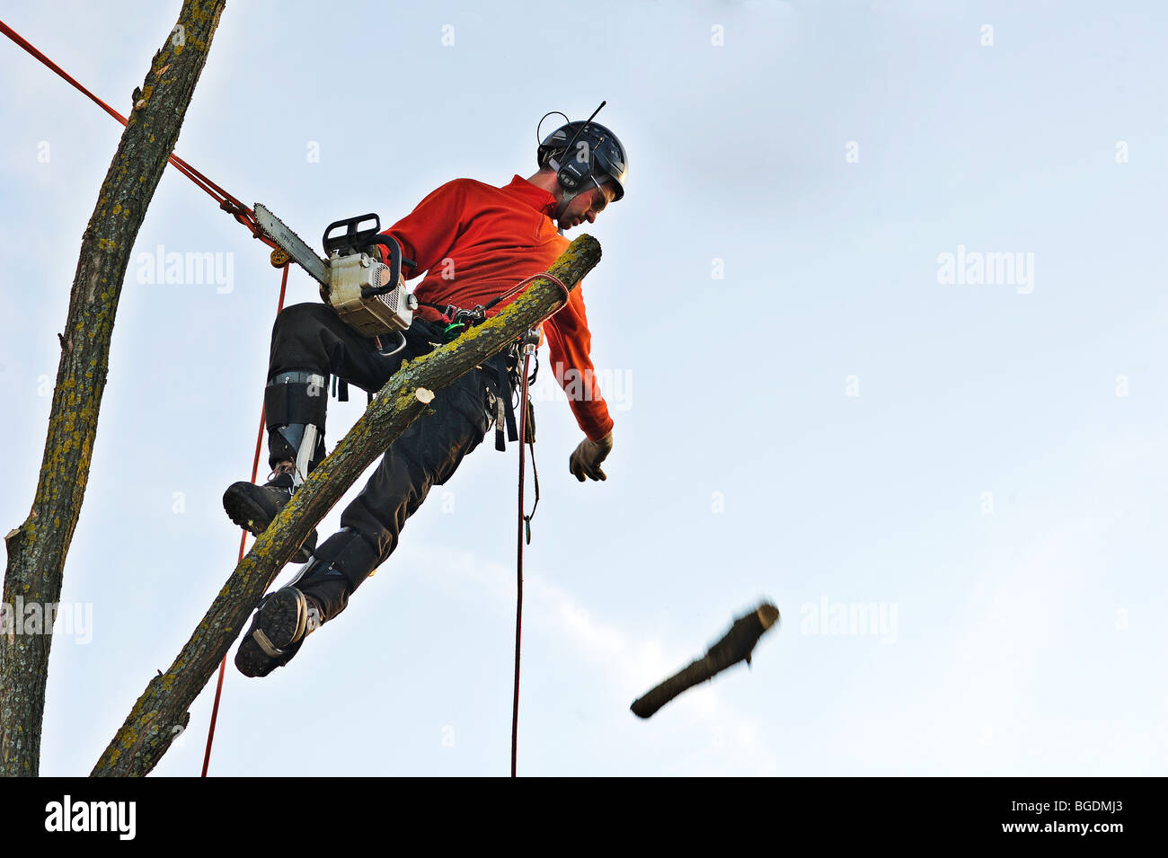 A tree surgeon working high in a tree, dropping a log. Motion blur on ...