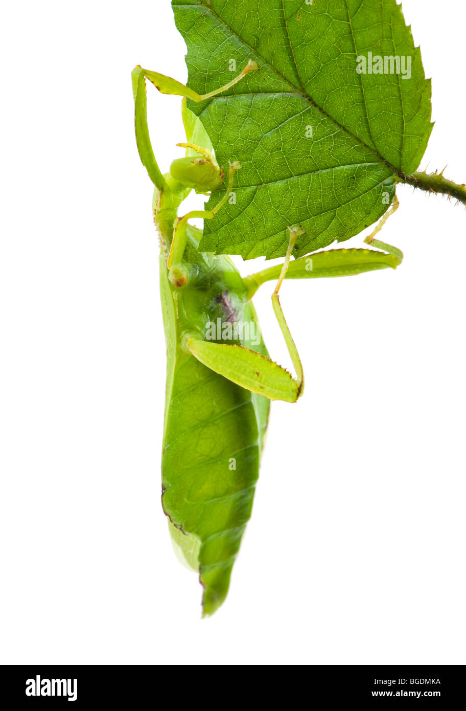 Phyllium Sp. philippines leaf insect eating eat leafinsect stick ...
