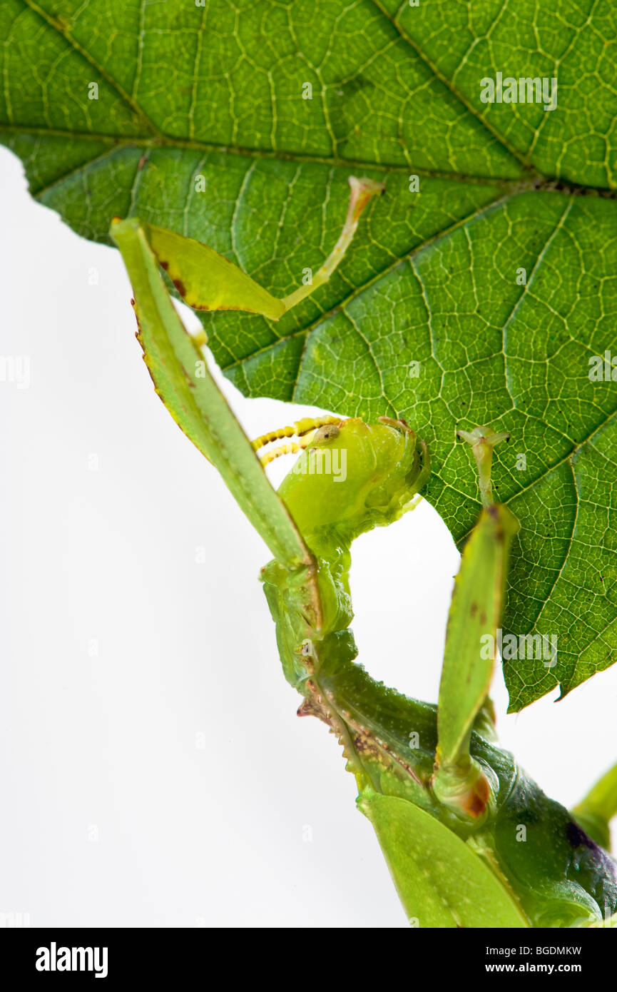 Phyllium Sp. philippines leaf insect eating eat leafinsect stick ...