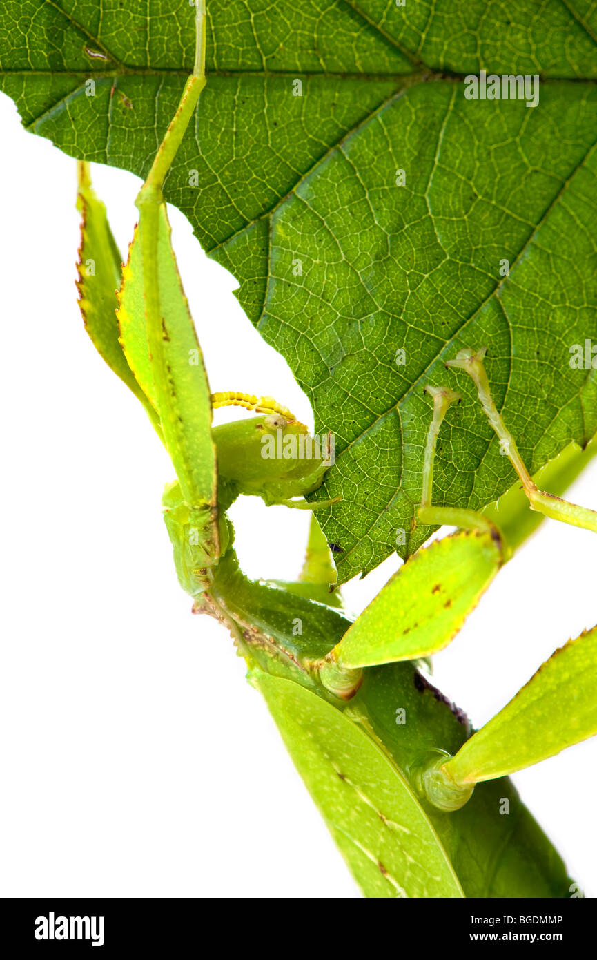 Phyllium Sp. philippines leaf insect eating eat leafinsect stick ...