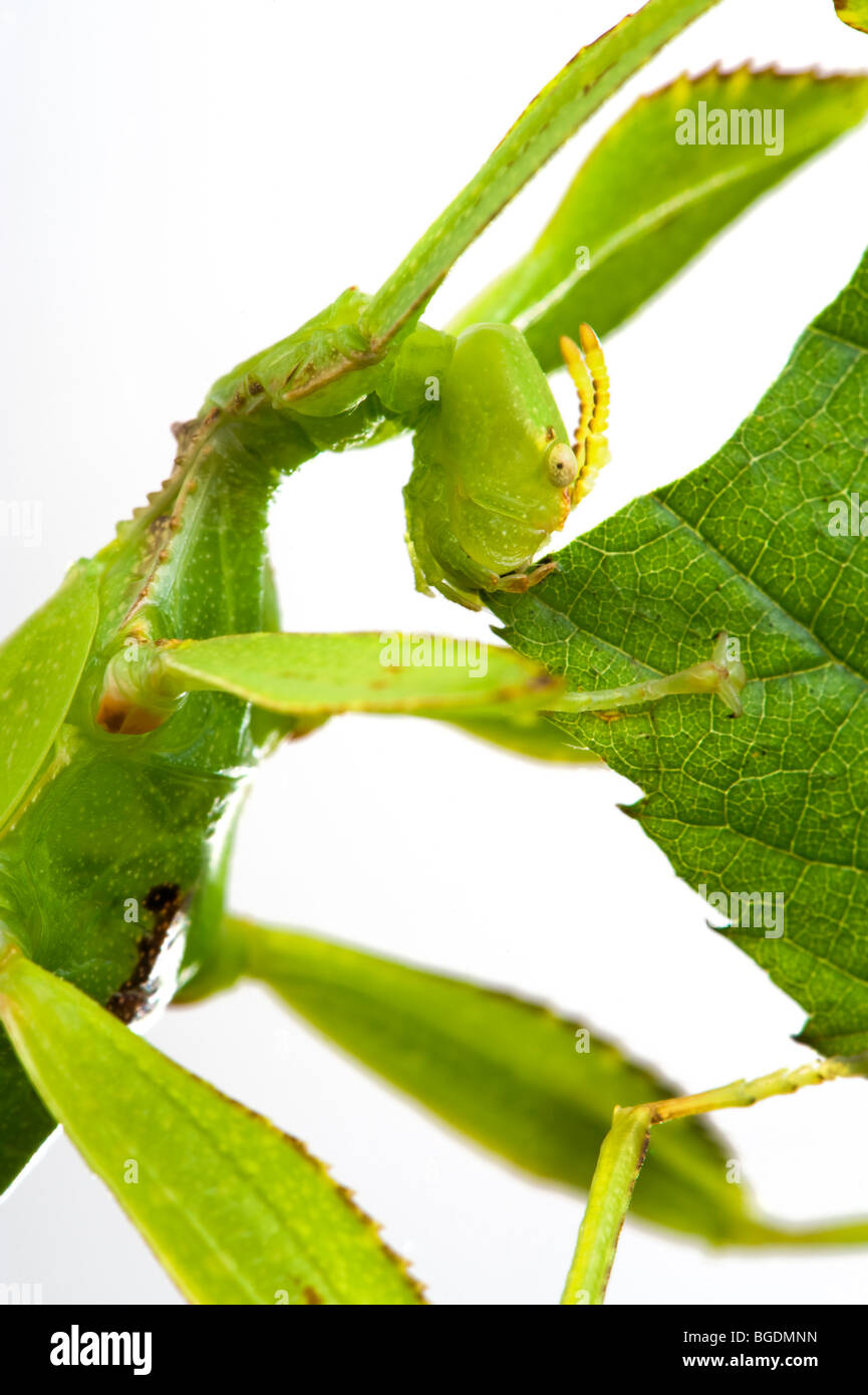 Phyllium Sp. philippines leaf insect eating eat leafinsect stick ...