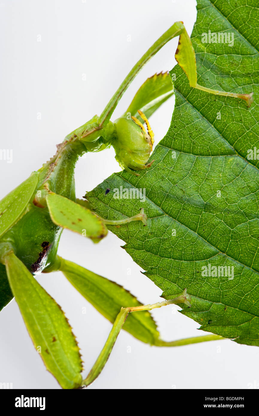 Phyllium Sp. philippines leaf insect eating eat leafinsect stick ...
