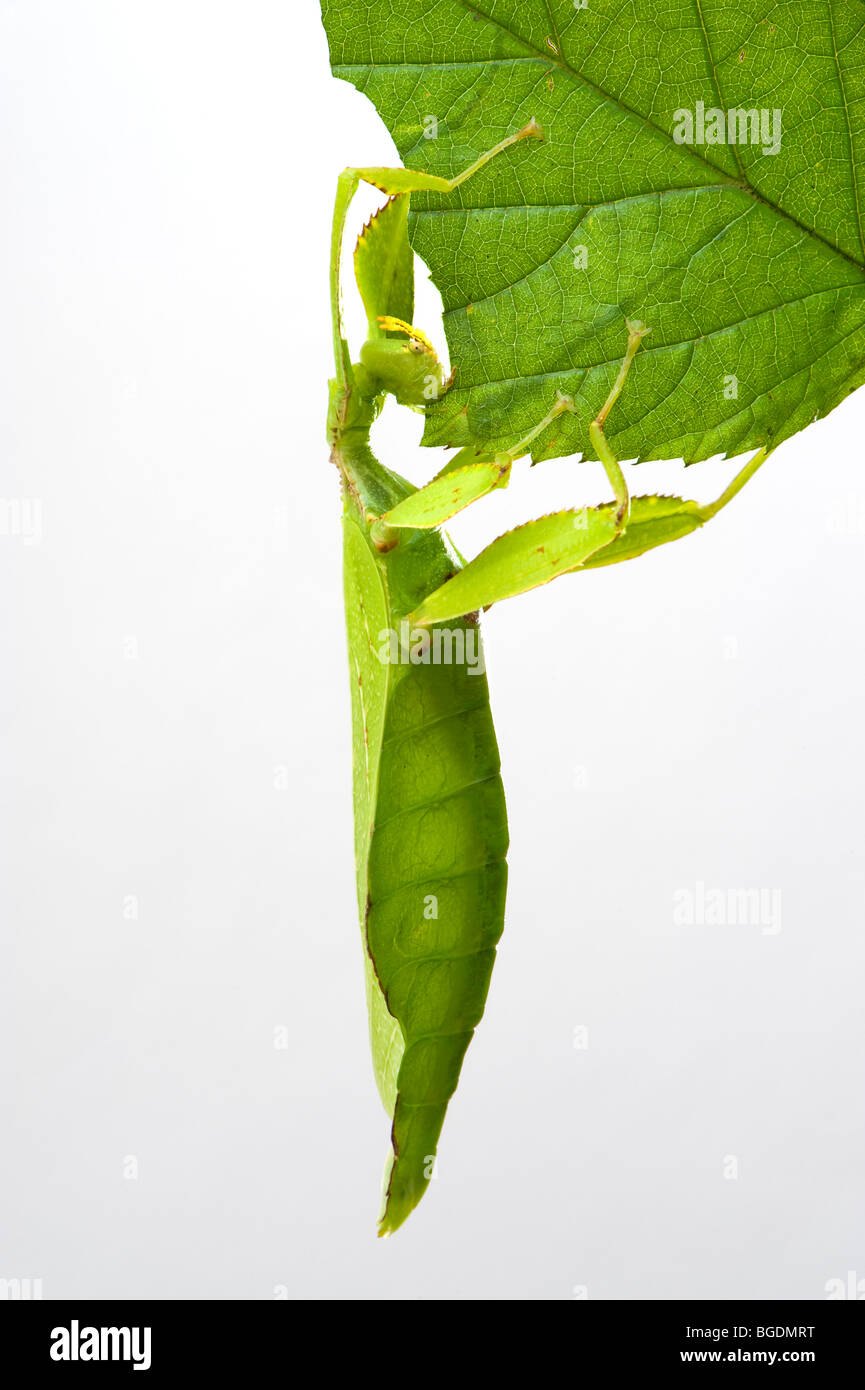 Phyllium Sp. philippines leaf insect eating eat leafinsect stick ...