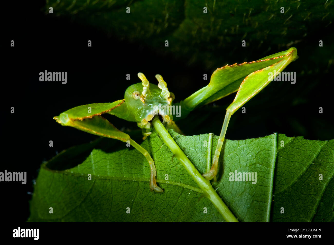 Phyllium Sp. philippines leaf insect eating eat leafinsect stick ...