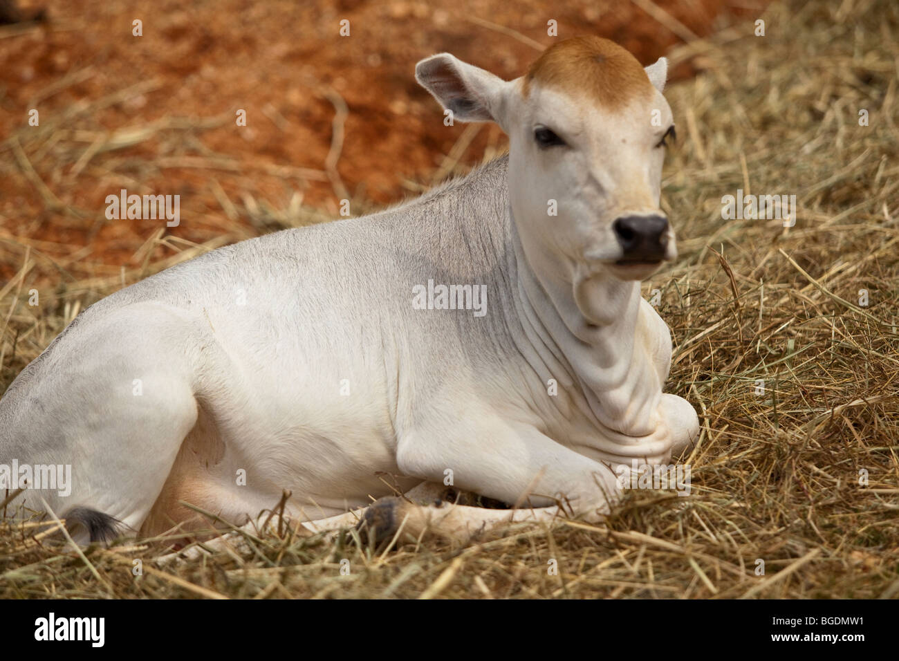 Indo travel hi-res stock photography and images - Alamy