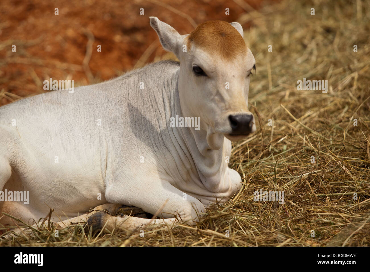 Indu Cattle