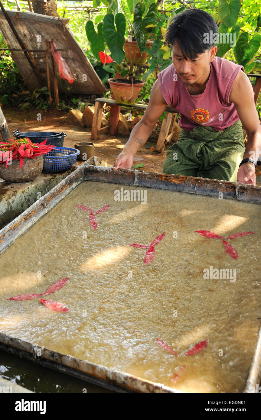 Paper production, Nyaungshwe, Burma, Myanmar Stock Photo - Alamy
