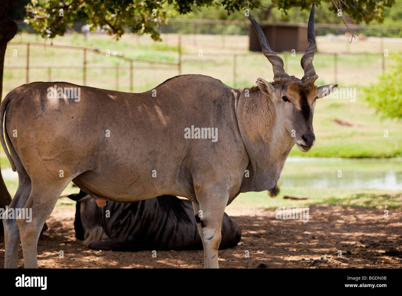 Antelope family hi-res stock photography and images - Alamy