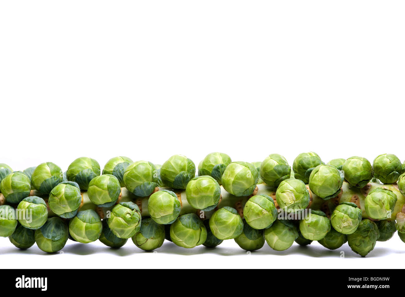 Brussel Sprouts on stalk with text space on white background Stock ...