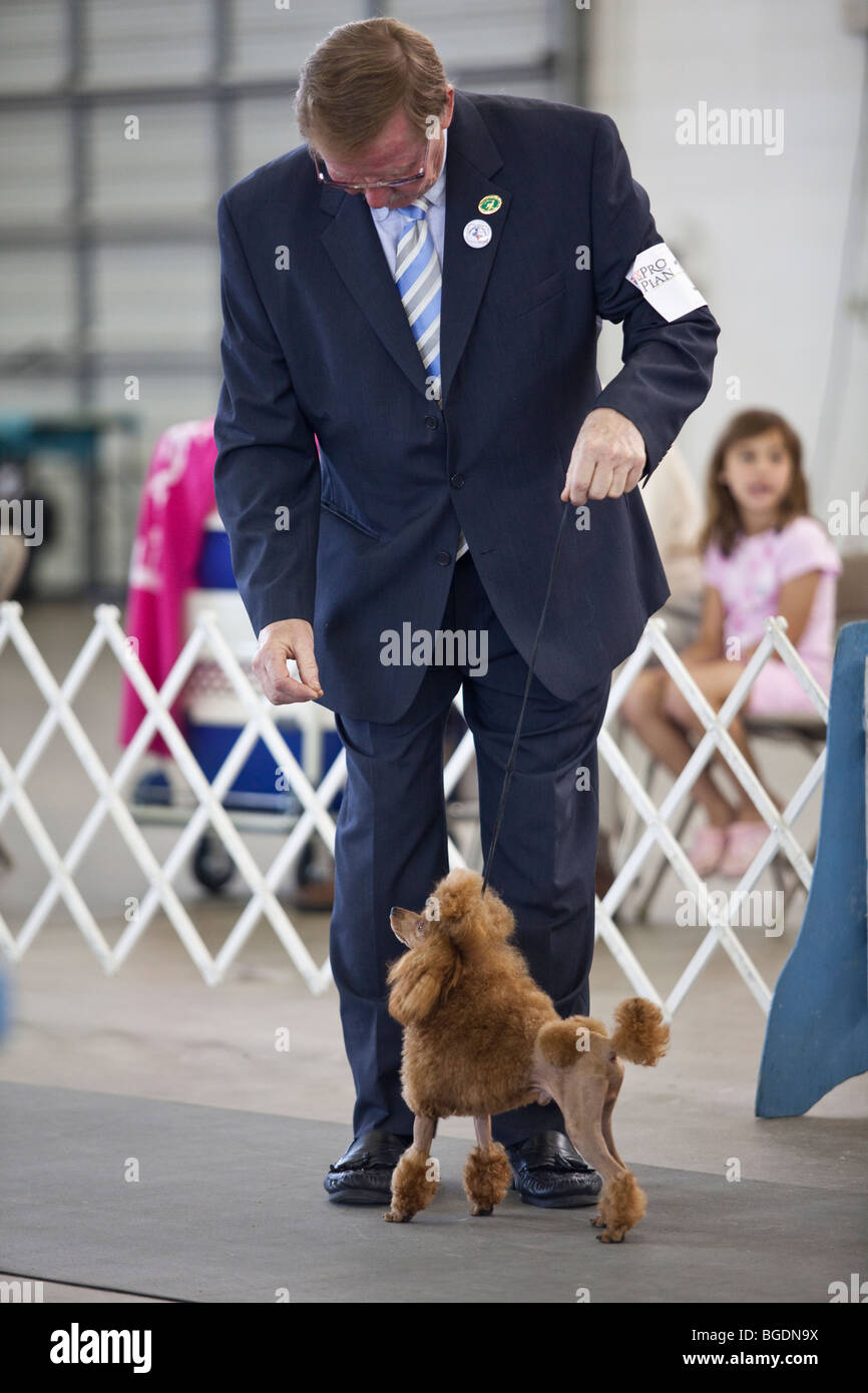 A dog show contestant showing a brown Toy Poodle in Dallas Texas Stock ...