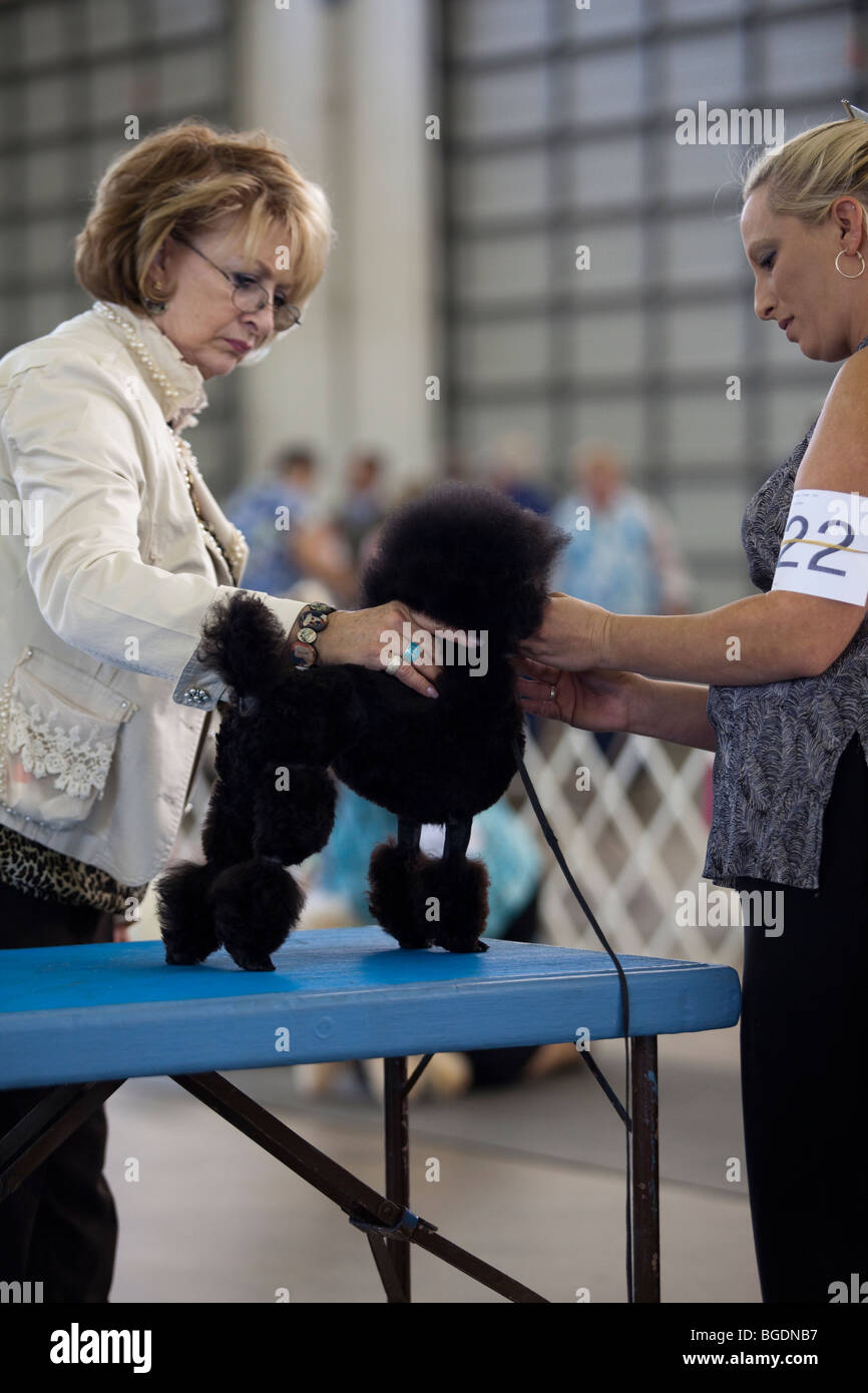 Toy poodle black hi-res stock photography and images - Alamy