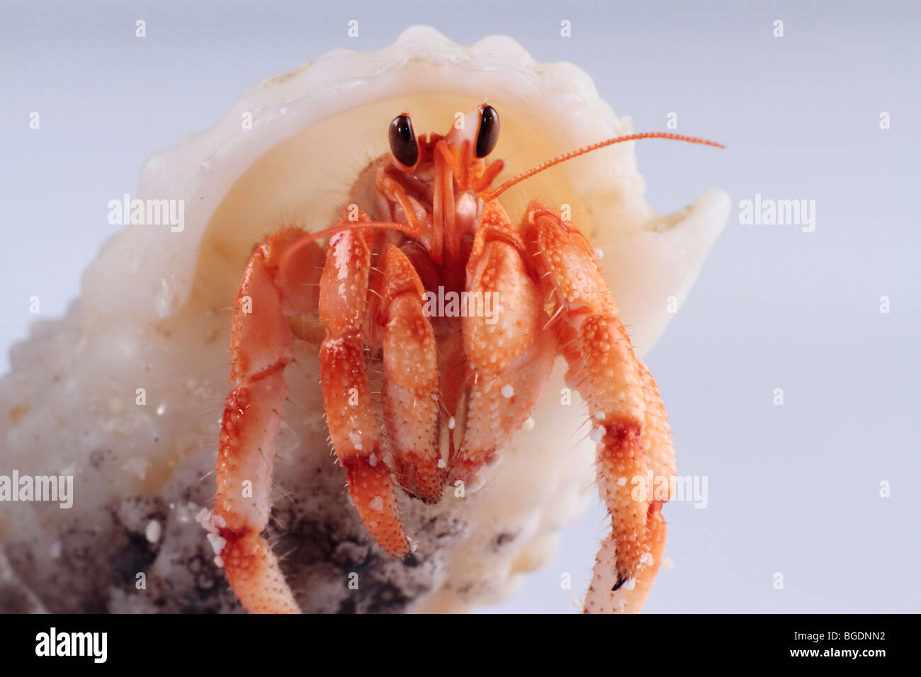 Hermit Crab Out Of Shell