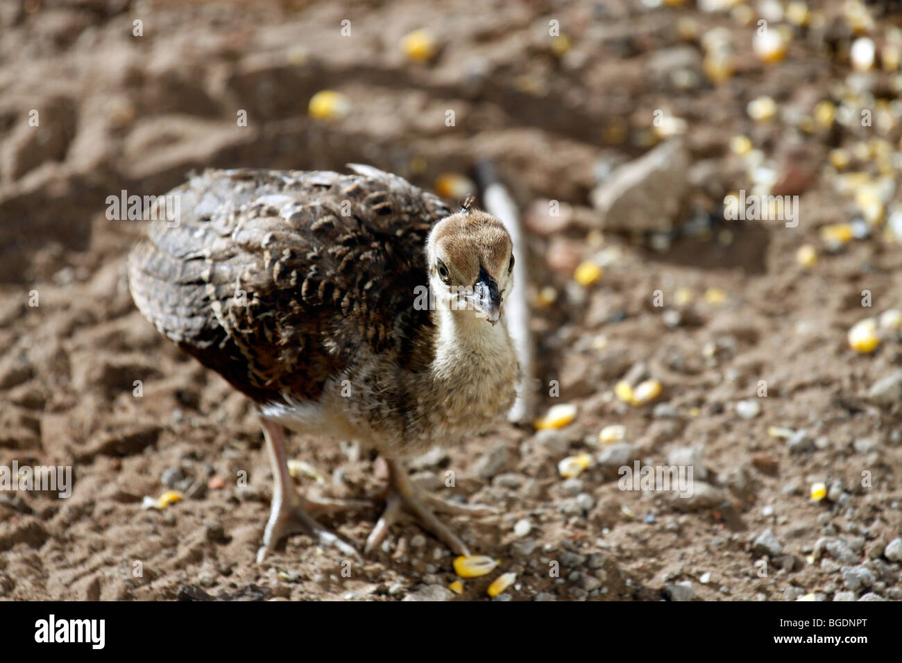 Indian blue peacock chick eating mealies (Pavo cristatus Stock Photo ...