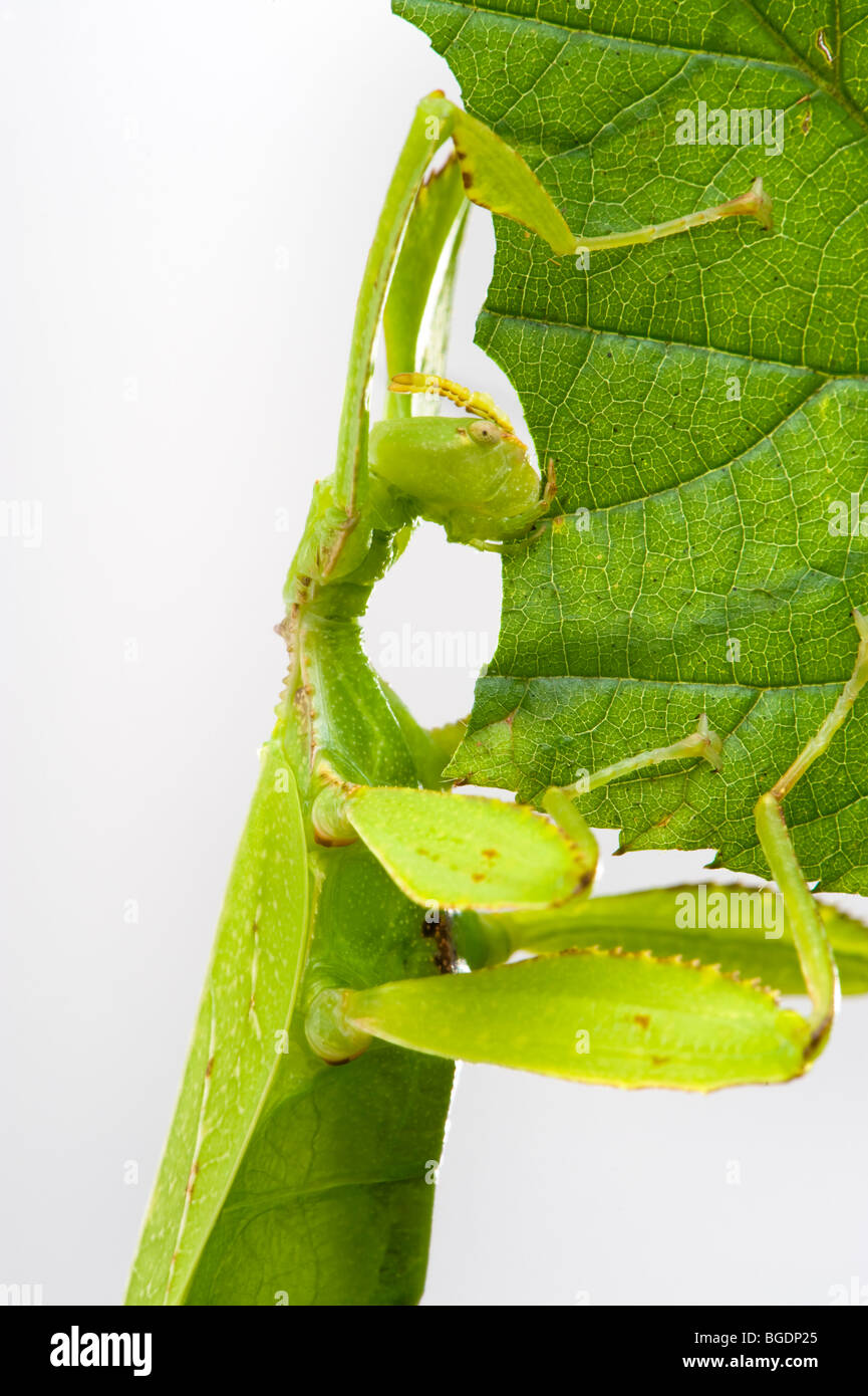 Phyllium Sp. philippines leaf insect eating eat leafinsect stick ...