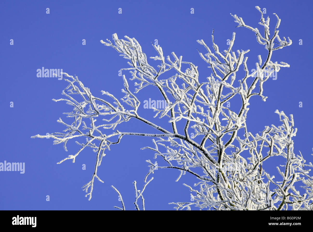 Snowy branches Hartoft Rigg North York Moors National Park Stock Photo ...