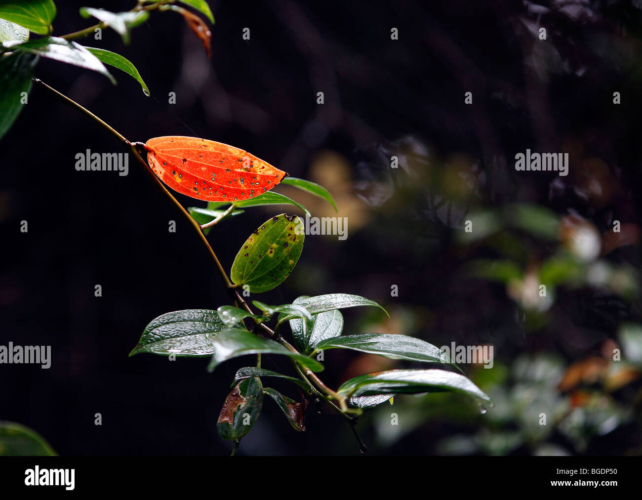 Red leaf situated in the rainforest of Costa Rica Stock Photo - Alamy