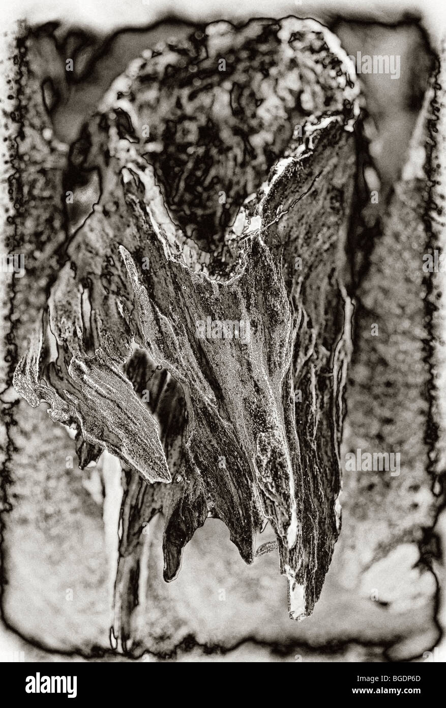 A photograph taken of a part of a tree lodged in a fork of a tree Stock ...