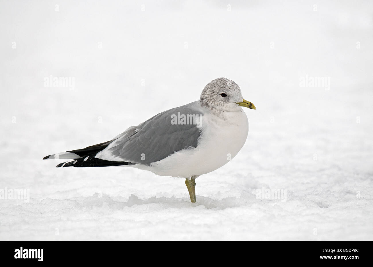 Common Gull standing in snow Stock Photo - Alamy